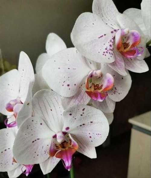 Орхидея фаленопсис 2 цв Goya