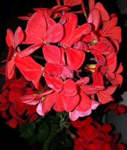 Комнатные растения