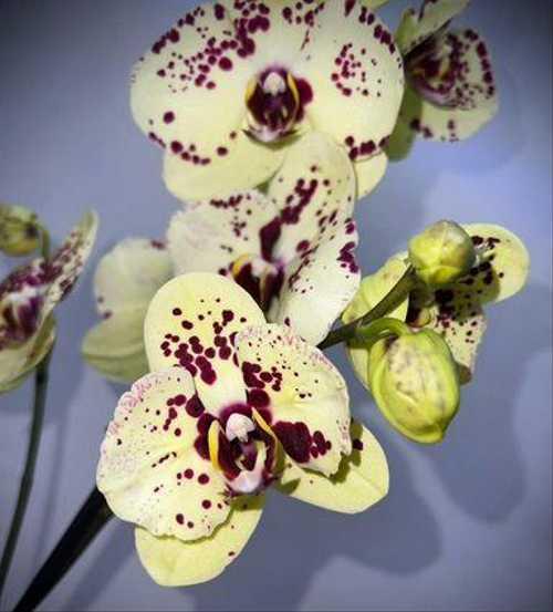 Орхидея альбуфейра