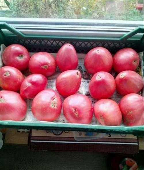 Семена томатов сортовых