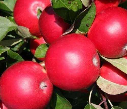 "Белорусское сладкое" Зимняя яблоня