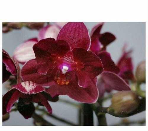 Цветущая орхидея-бабочка Red lion