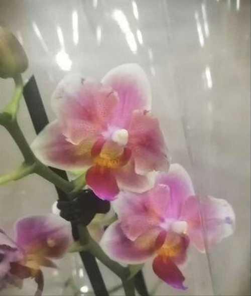 Орхидея фаленопсис аромат Ред Пикок бабочка
