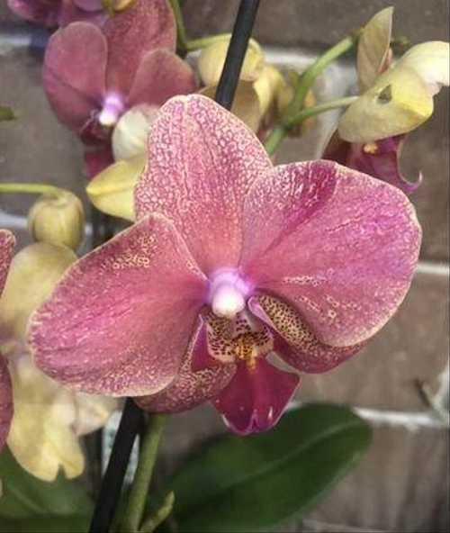 Цвета орхидей фаленопсис натуральные фото