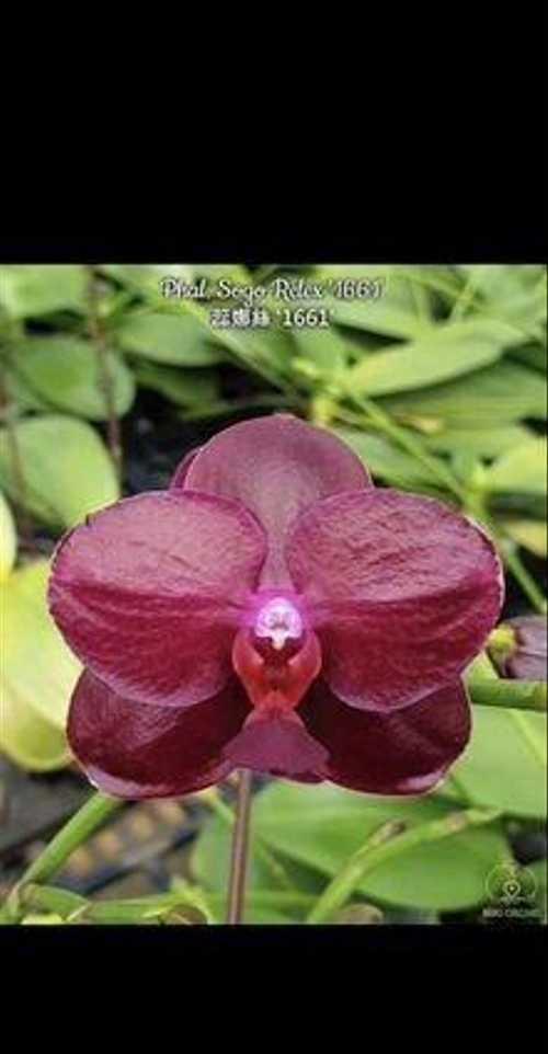 Орхидея Sogo Relex '1661'