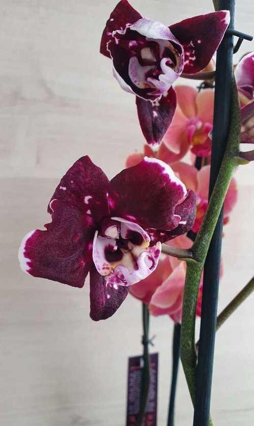 Орхидея фаленопсис 94812 Восковик тёмная