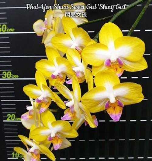 Орхидея аромат Shuai Sweet Girl 'Shiny Girl