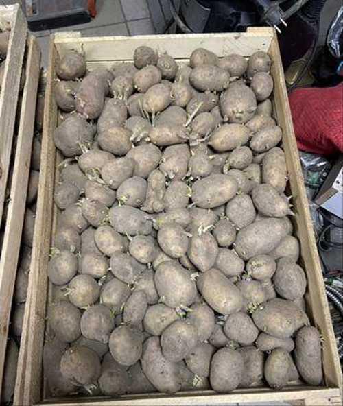 Картошка на посадку