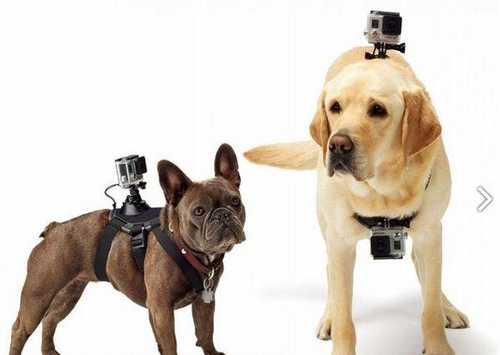 Крепление gopro-экшен камеры на собаку или кошку