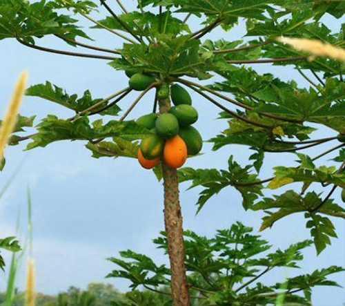Семена папайя
