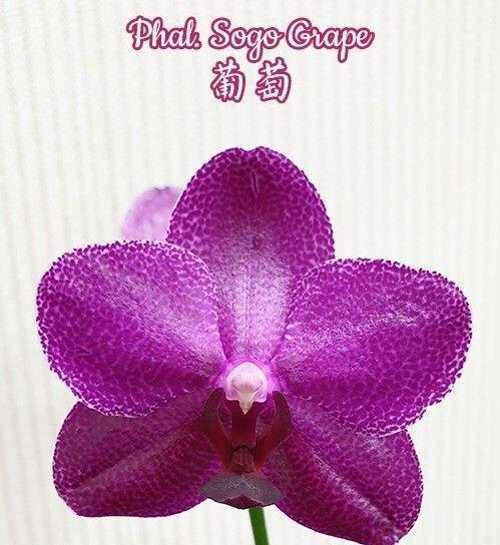 Орхидея Phal. Sogo Grape