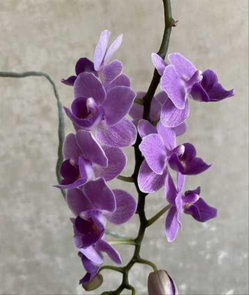Орхидея фаленопсис Violet Queen