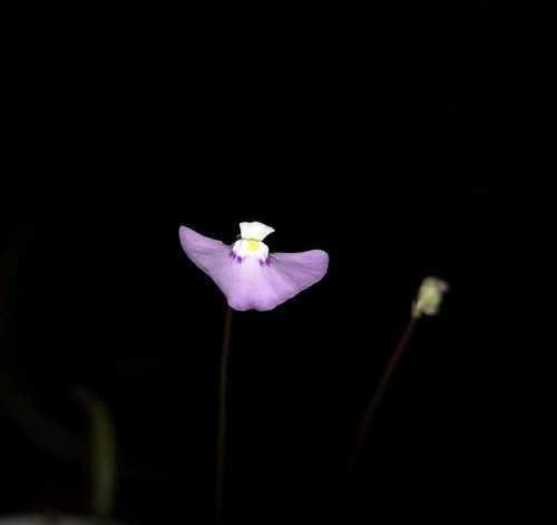 Utricularia uniflora (Пузырчатка). Хищное растение
