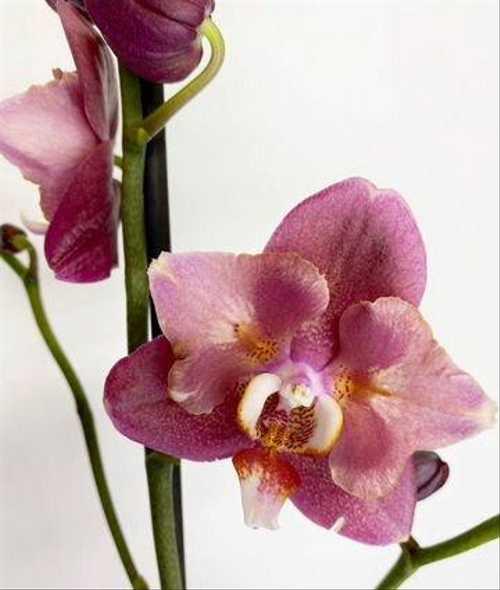Орхидея фаленопсис бабочка Кобрион