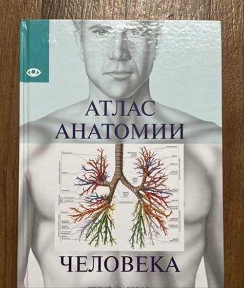 Сальник это анатомия человека