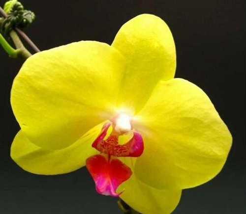 Орхидея фаленопсис Фуллер сансет