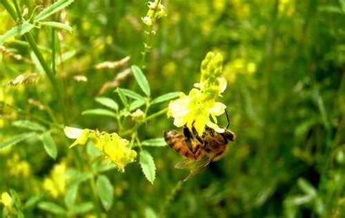 Семена Донник желтый