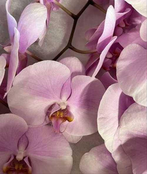 Орхидея фаленопсис ветки