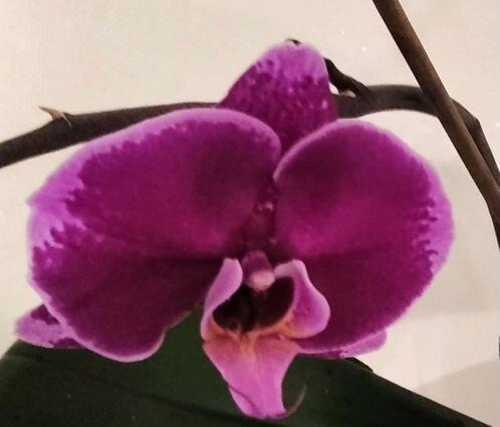 Орхидея Фаленопсис Цветет Возможен обмен на мини