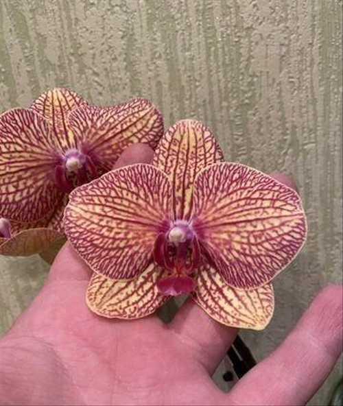 Орхидея фаленопсис KV Beauty