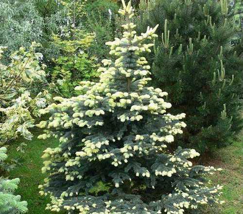 Ель колючая Белобок (Picea pungens Bialobok)