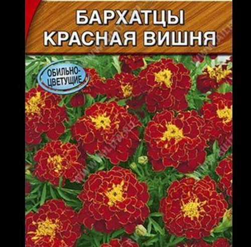 Рассада бархатцы