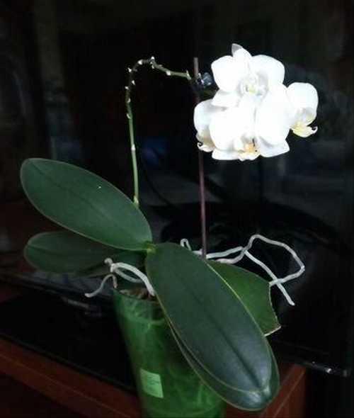 Орхидея фаленопсис мультифлора (белая)