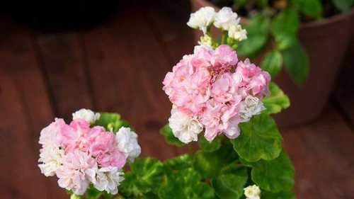 Пеларгония юг-Варвара Краса