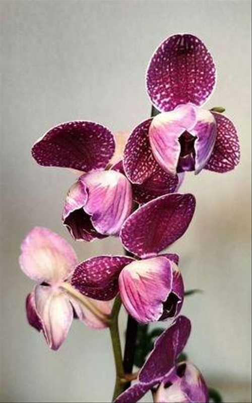 Орхидея фаленопсис пелорик бабочка Кимоно
