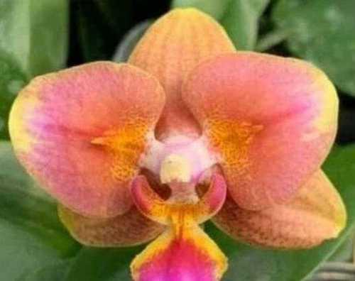 Орхидея бабочка Азия