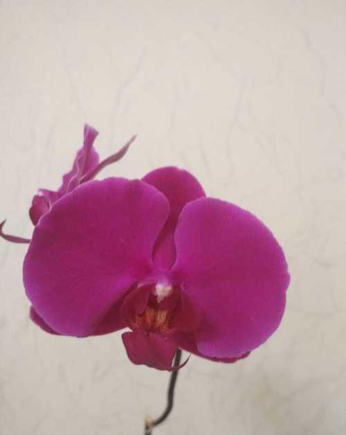 Фаленопсис(орхидея) Джой райд