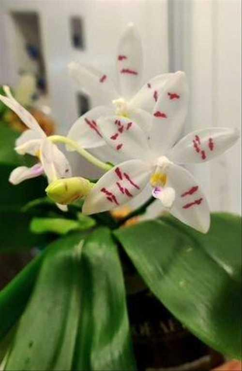 Орхидея Тетраспис с1