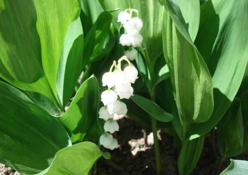 Ландыш садовый