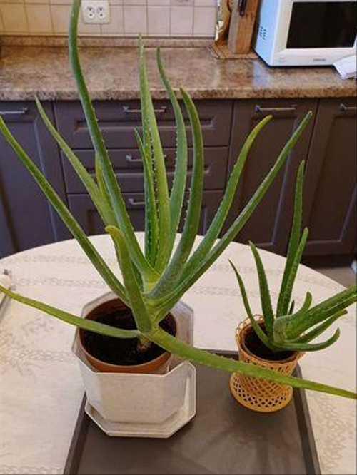 Aloe vera