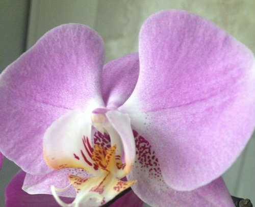 Орхидеи цветут и отцветшие