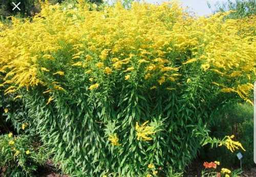 Золотарник