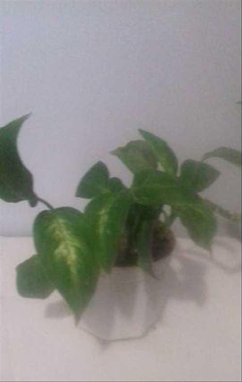 Диффенбахия