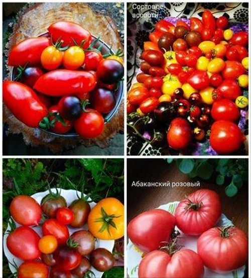 Рассада сортовых томатов