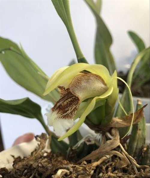 Орхидея coelogyne speciosa