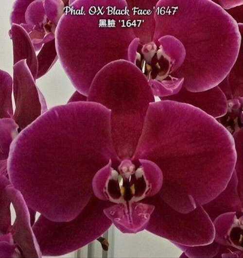 Орхидея Phal. OX Black Face '1647