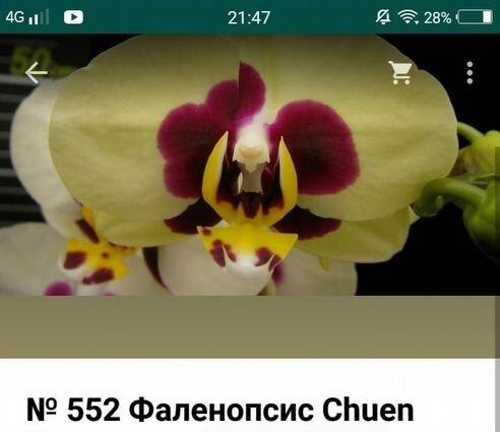 Сортовая орхидея фаленопсис Chuen Yuan Panda