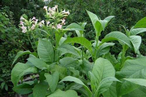 Табак Silk Leaf (Шелковый Лист), семена