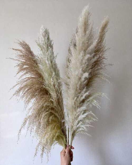 Пампасная трава (кортадерия)