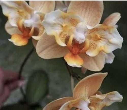 Орхидея фаленопсис Phal. Little Emperor es пелор б