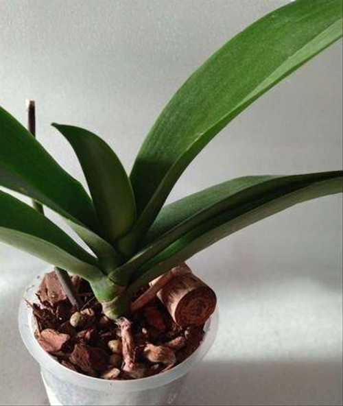 Орхидея фаленопсис белый. И цимбидиум