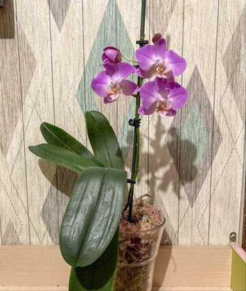 Орхидея фаленопсис Purple Dust