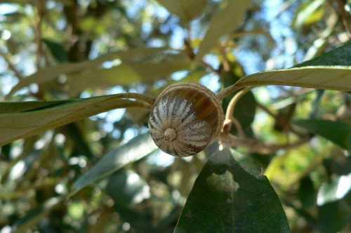 Семена дуб буровато-желтый, дубовые желуди, gilva