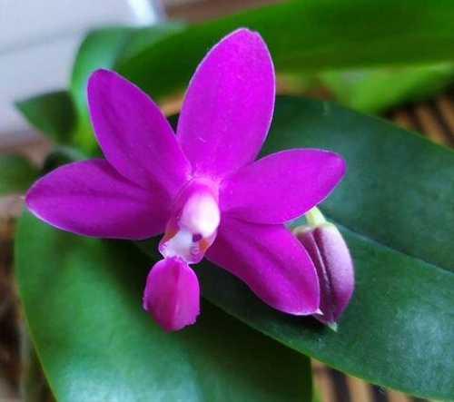 Орхидея Dtps. Purple Martin x P. Violacea indigo