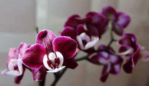 Орхидея фаленопсис Kaoda twinkle