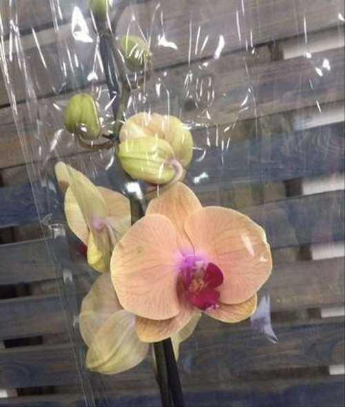 Орхидея фаленопсис Карибиан Дрим